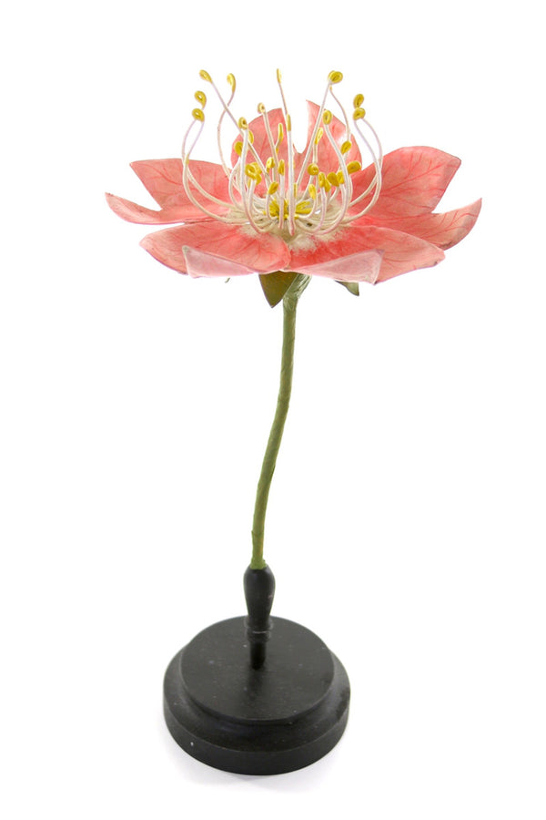 Enid Botanical Model - Hunt and Bloom